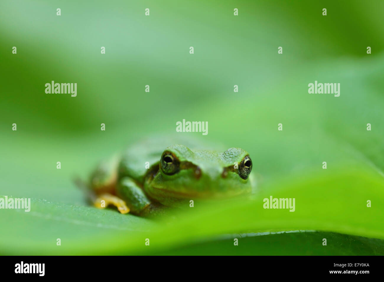 Frog on a leaf Stock Photo - Alamy