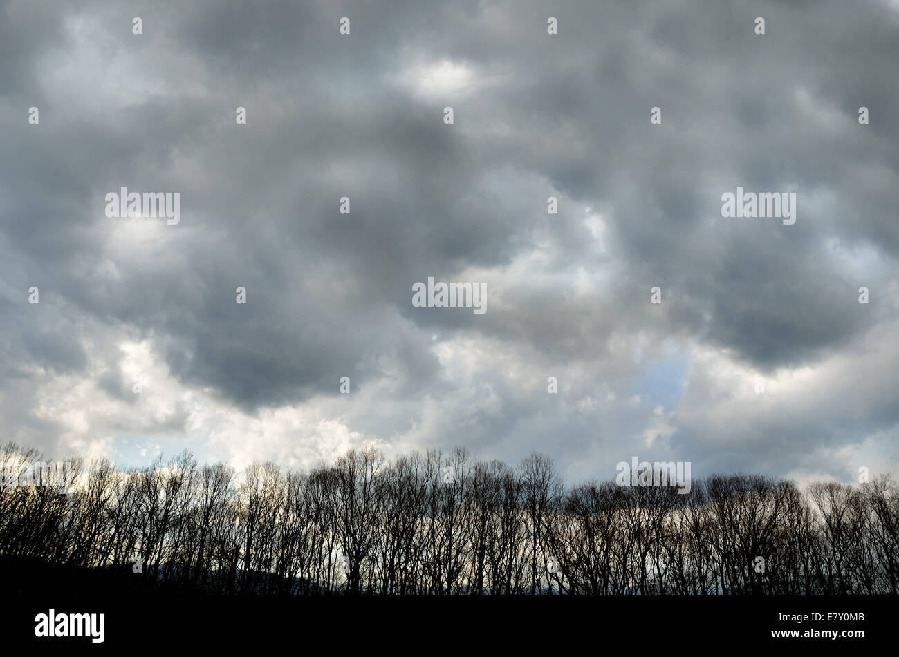 Trees and sky with clouds Stock Photo - Alamy