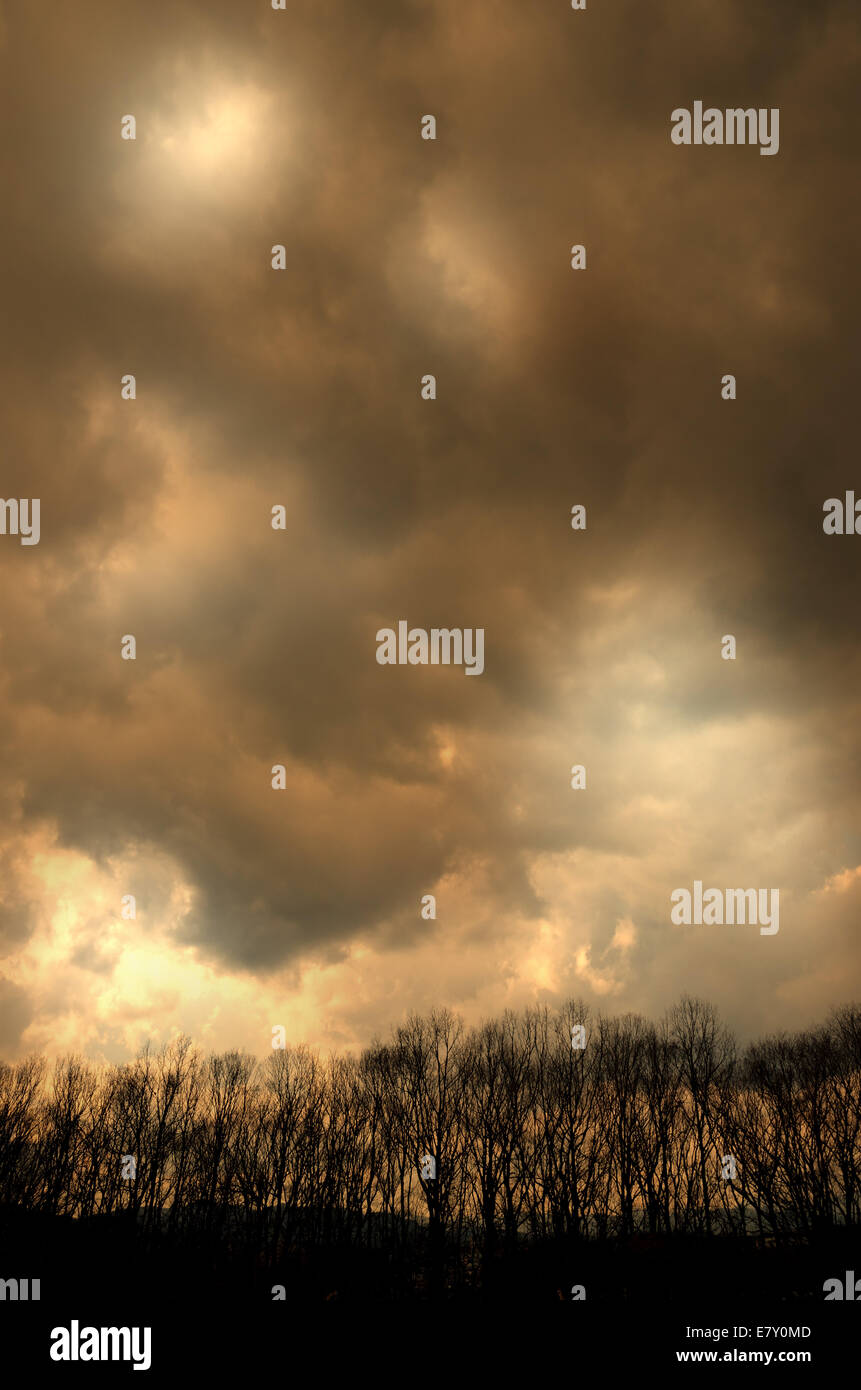 Trees and sky with clouds Stock Photo - Alamy