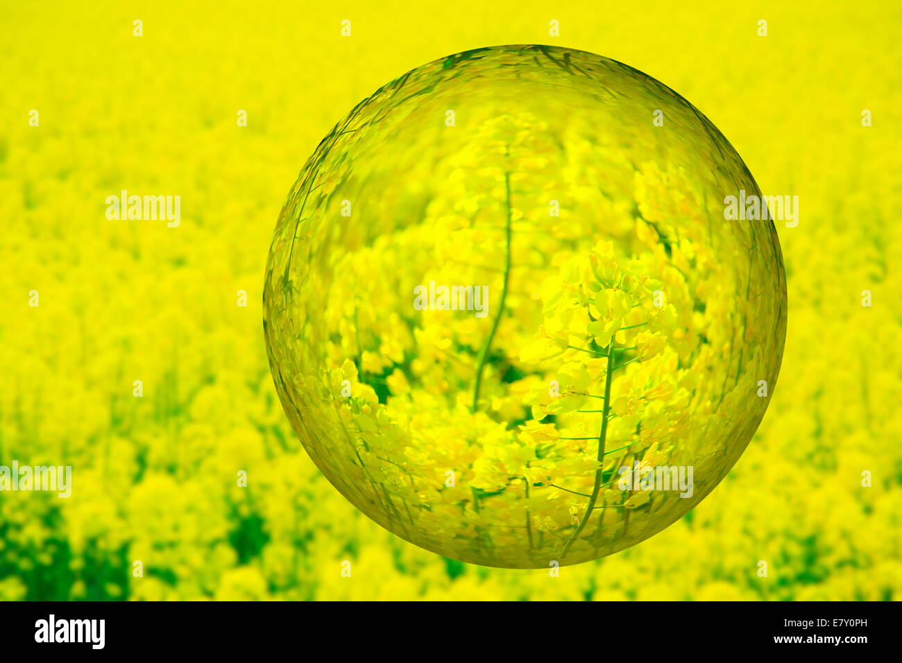 Rounded noon flower hi-res stock photography and images - Alamy
