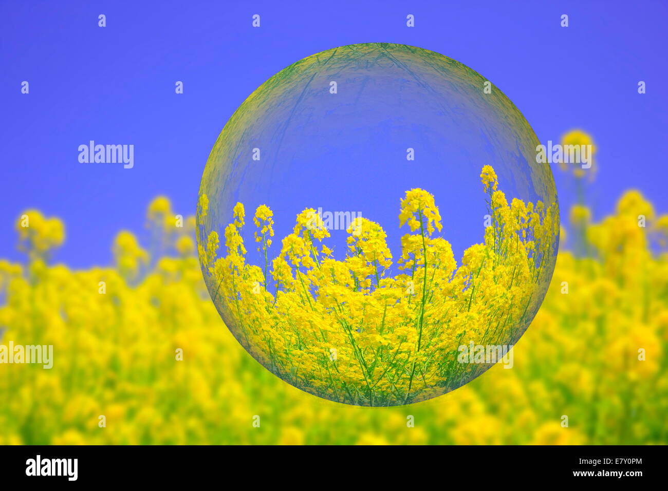 Rounded noon flower hi-res stock photography and images - Alamy