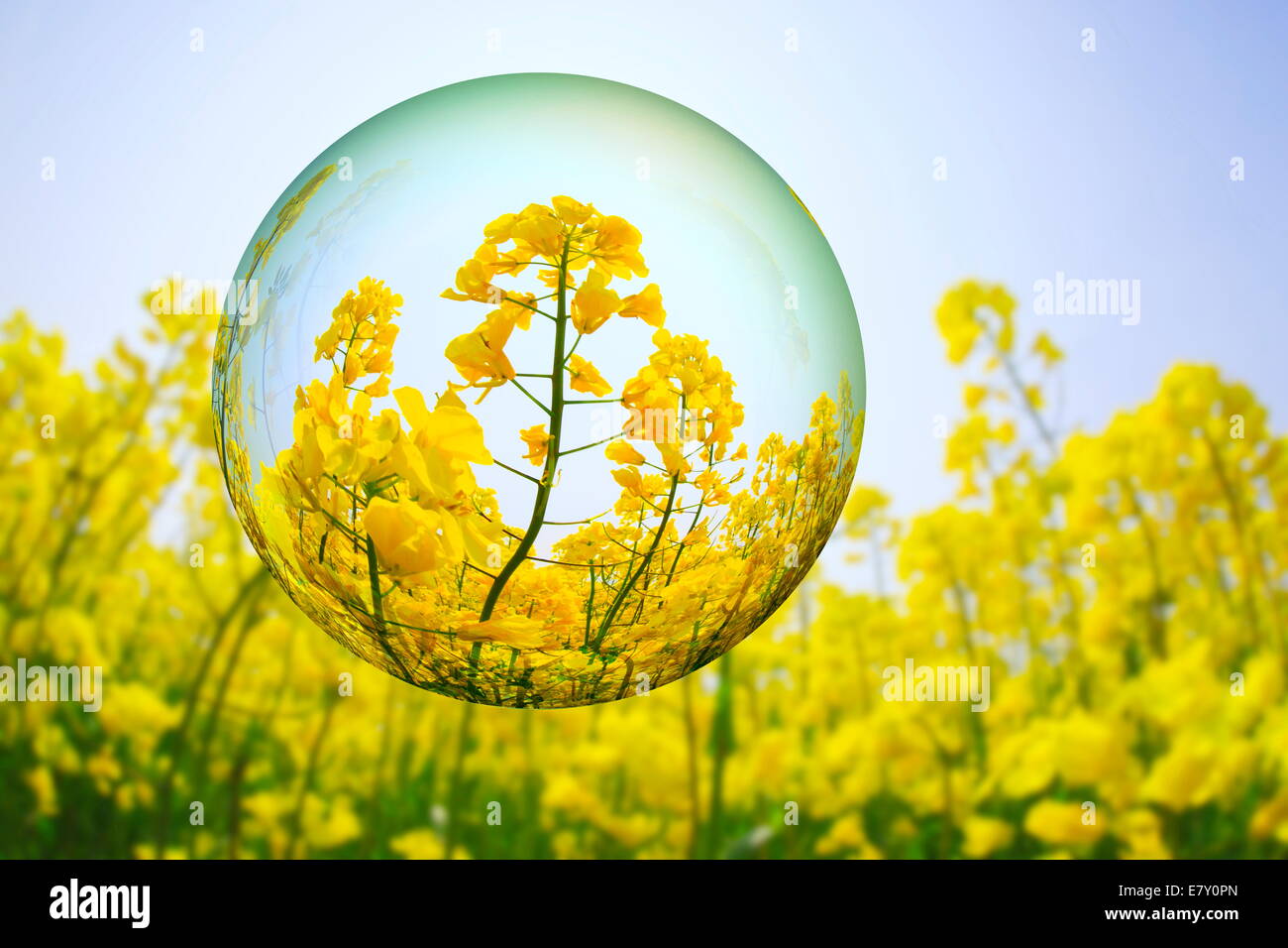 Rounded noon flower hi-res stock photography and images - Alamy