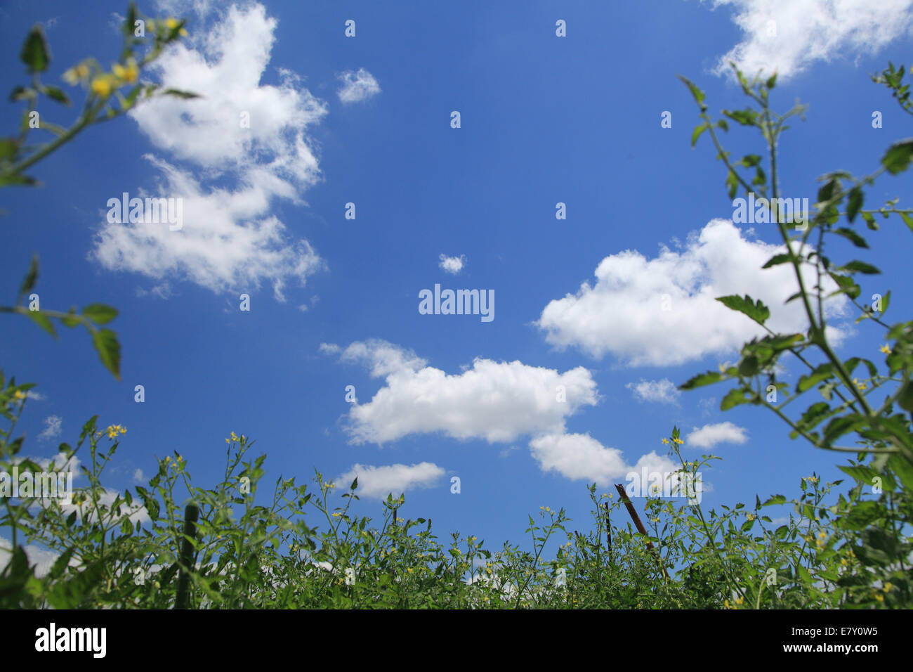 Grassland and sky Stock Photo - Alamy