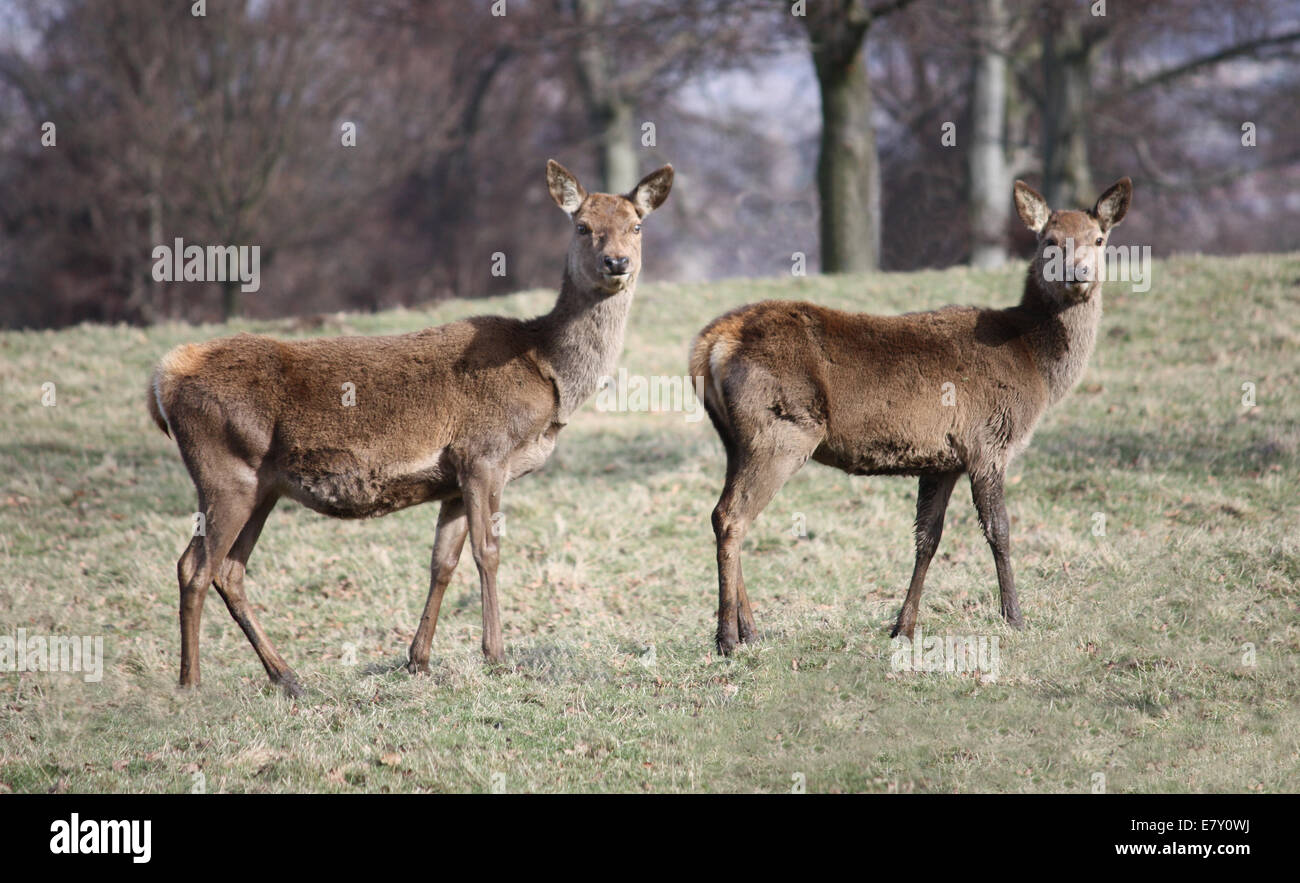 A Pair of Wild Deer in a Countryside Setting Stock Photo - Alamy