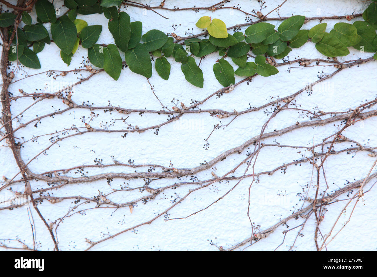 Ivy plant crawling plant hi-res stock photography and images - Alamy