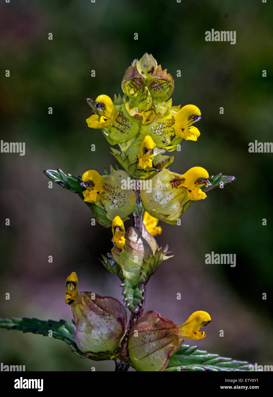 Yellow Rattle. A common hemiparasite of meadows Stock Photo - Alamy