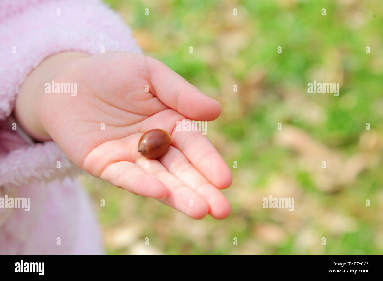 Child hand holding acorn Stock Photo - Alamy