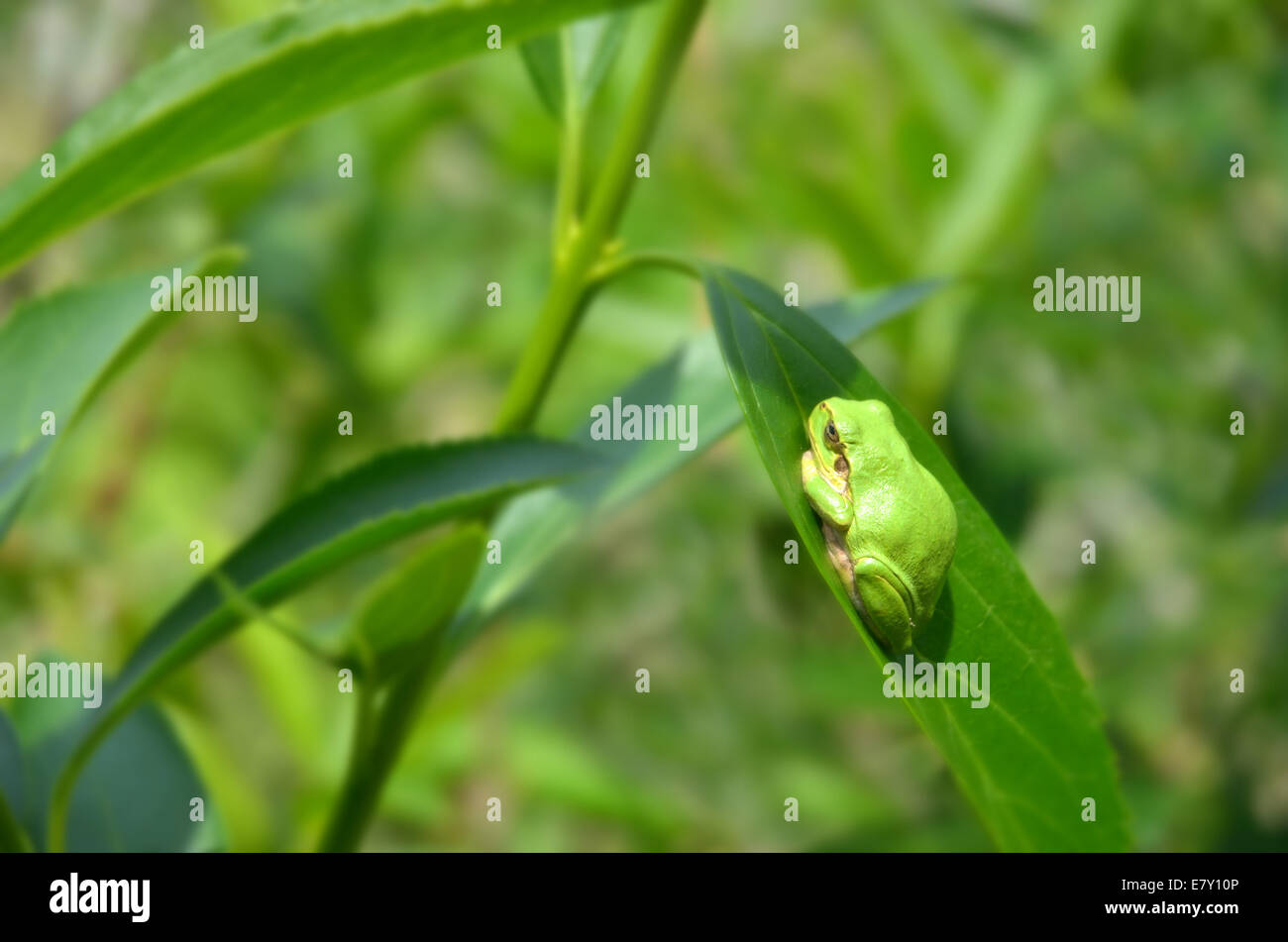 Frog on a leaf Stock Photo - Alamy
