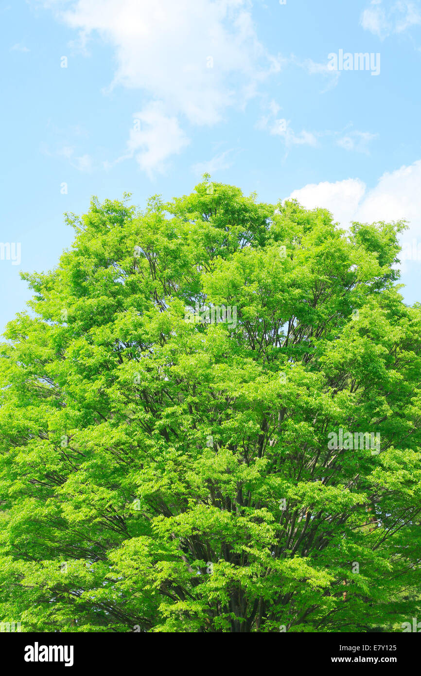 Tree and sky Stock Photo - Alamy