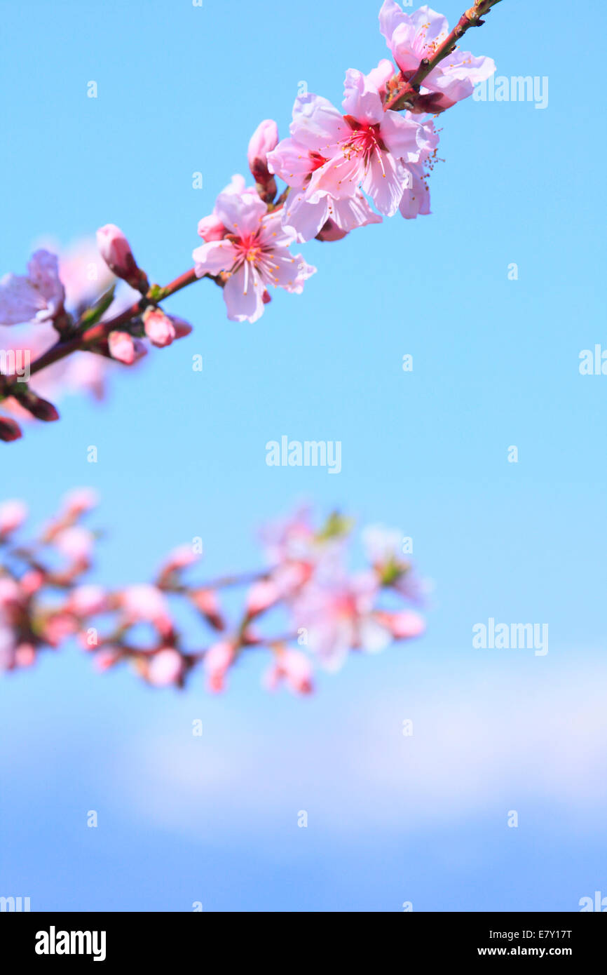 Northeast spring flowers hi-res stock photography and images - Alamy