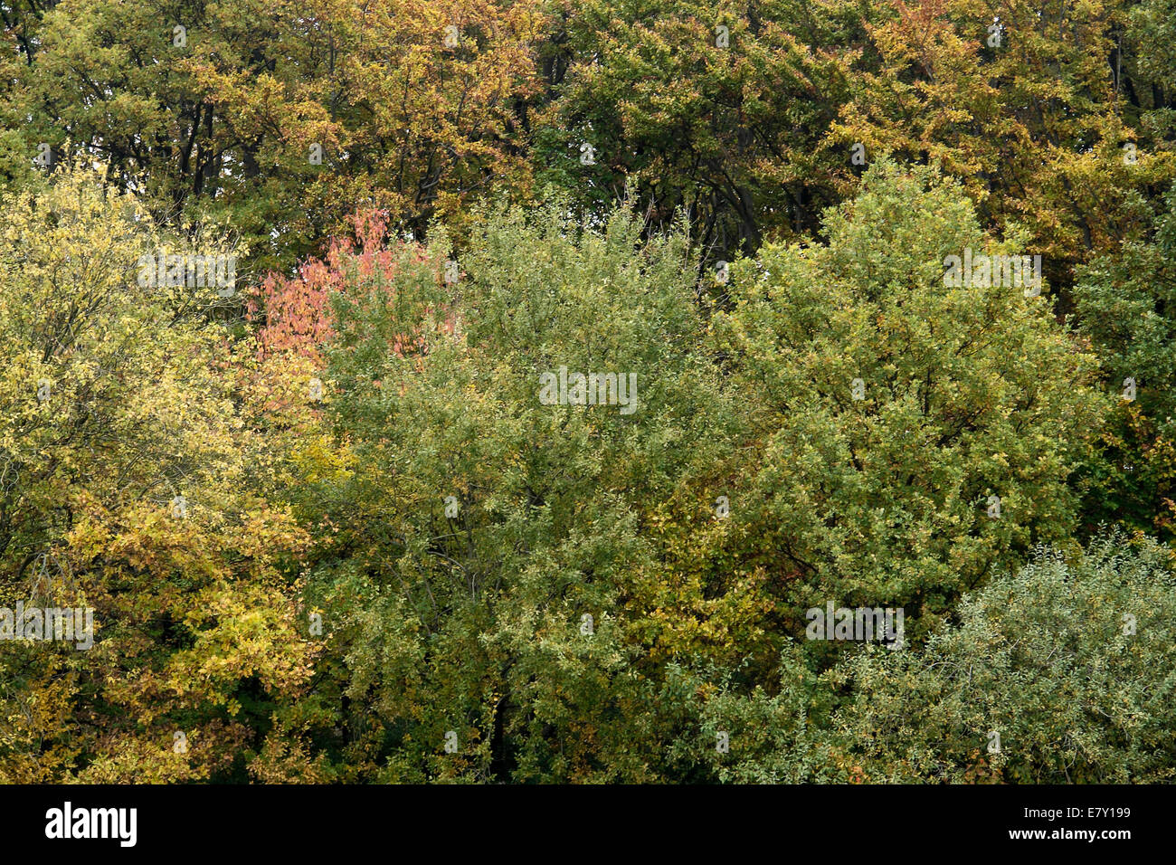 Shrubby plants hi-res stock photography and images - Alamy