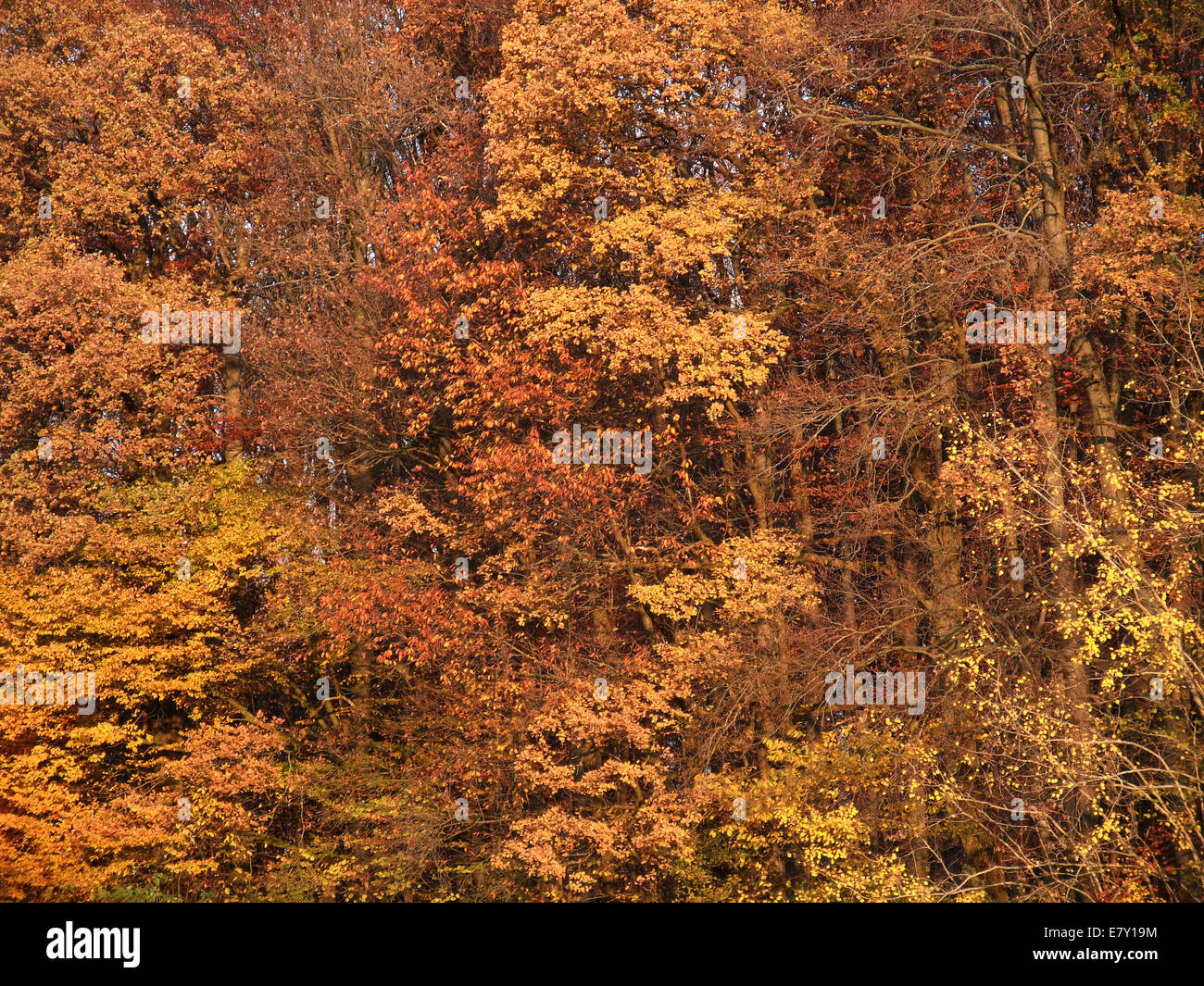detail of a forest with various brown toned foliage at autumn time ...