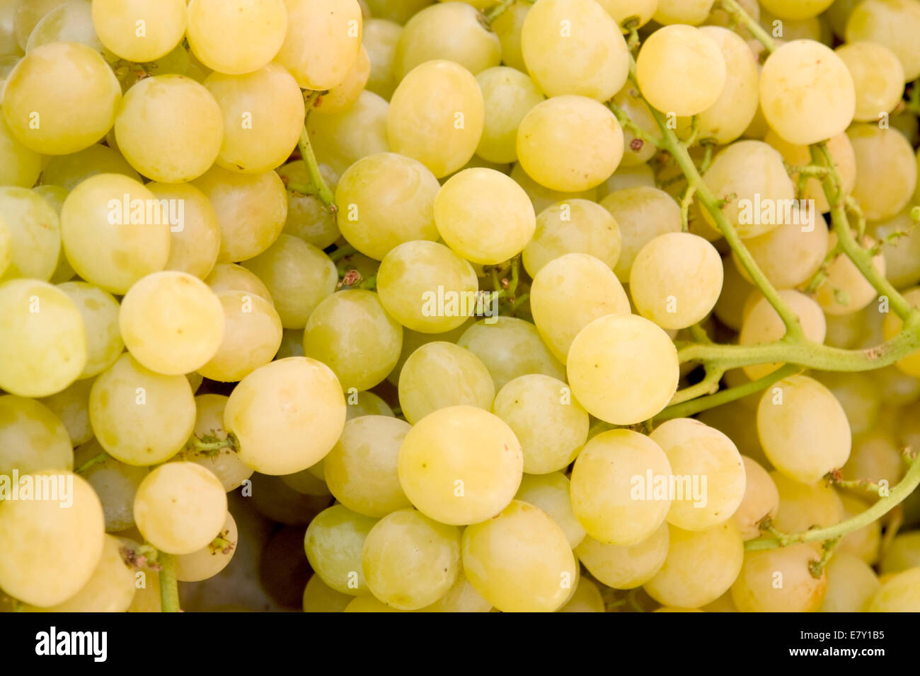 full frame background with lots of yellow grapes Stock Photo - Alamy