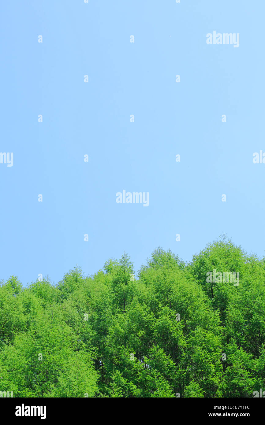 Trees and sky Stock Photo - Alamy