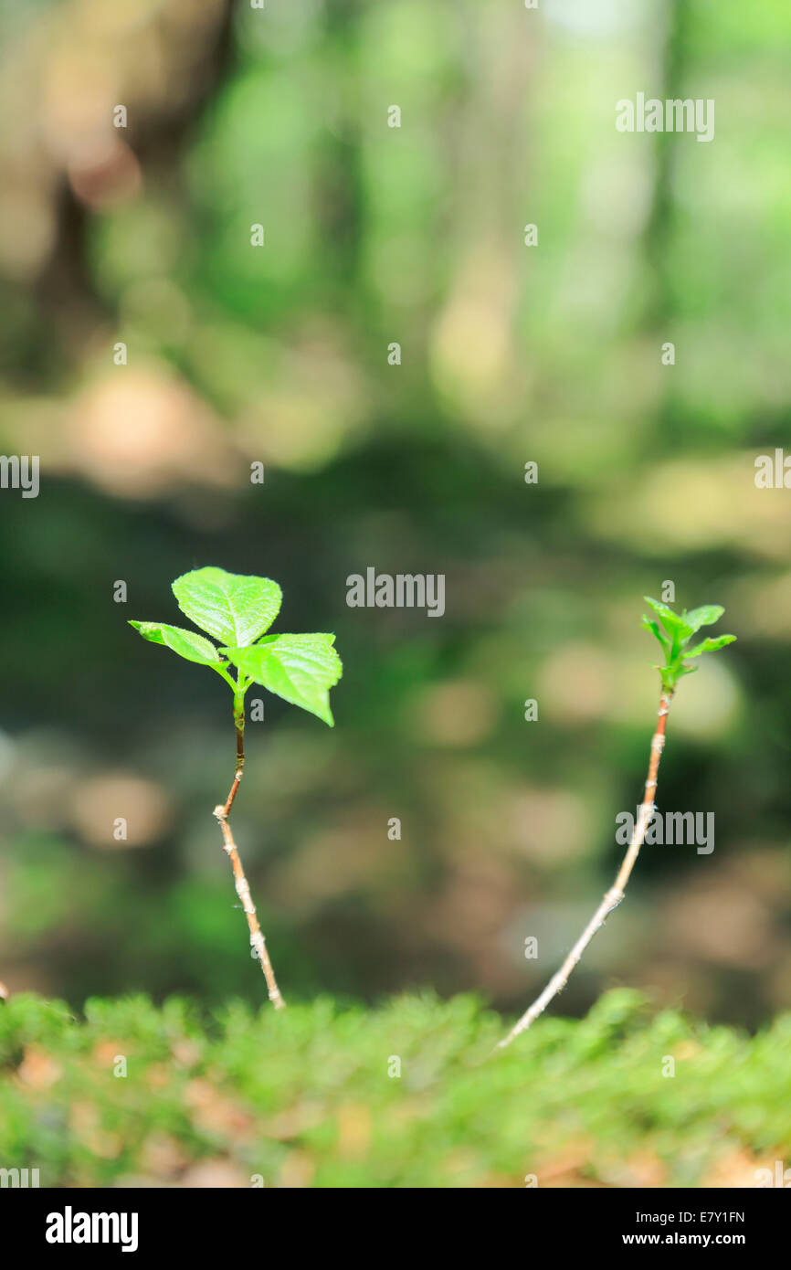 Beautiful tree leaf sprouting hi-res stock photography and images - Alamy