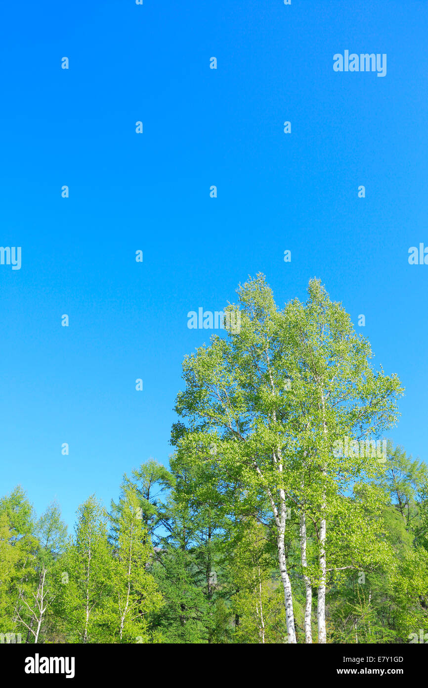 Trees and sky Stock Photo - Alamy