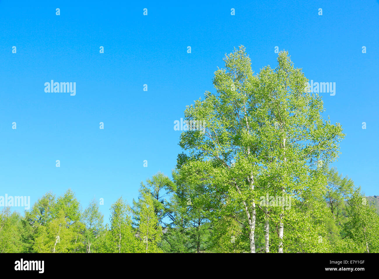 Trees and sky Stock Photo - Alamy