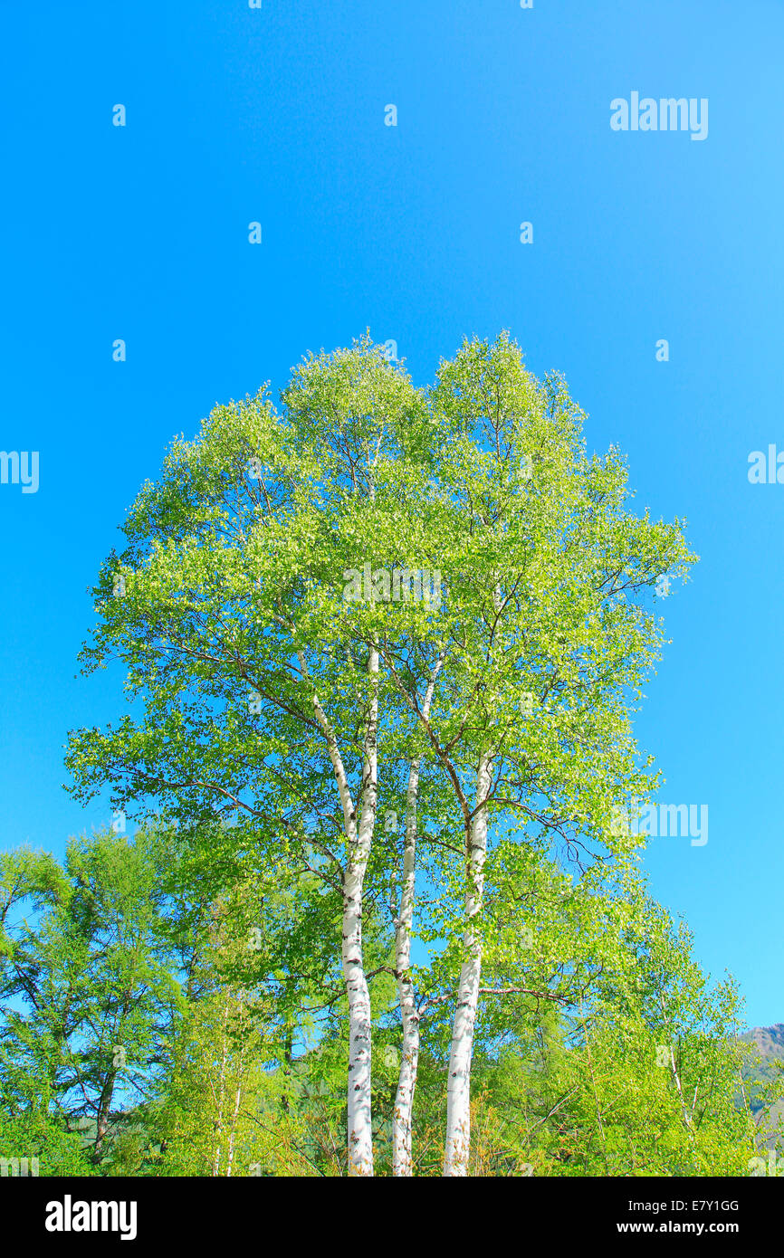 Trees and sky Stock Photo - Alamy