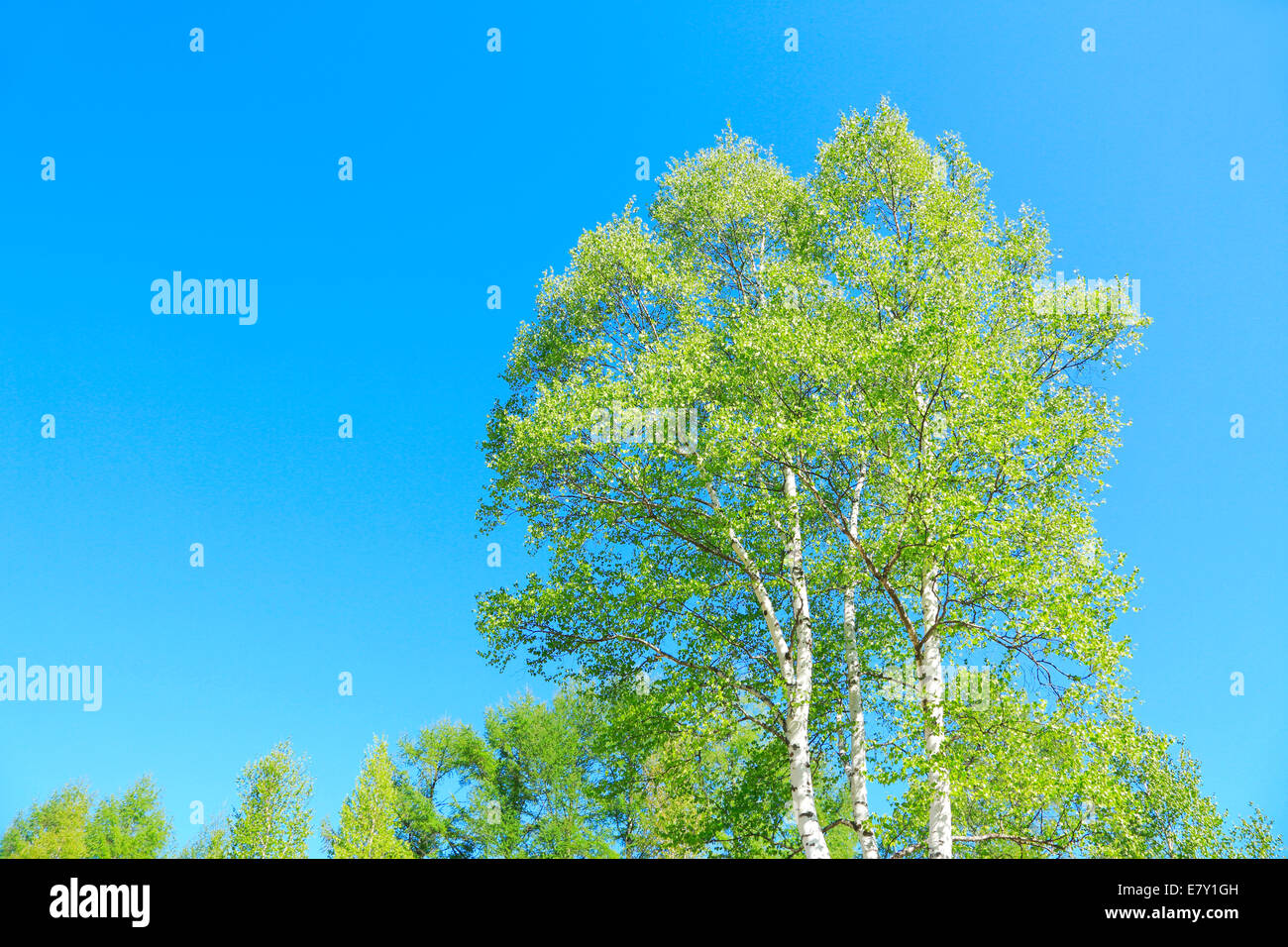 Trees and sky Stock Photo - Alamy