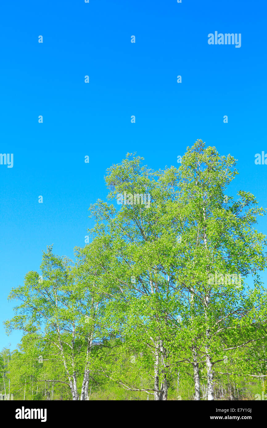 Trees and sky Stock Photo - Alamy
