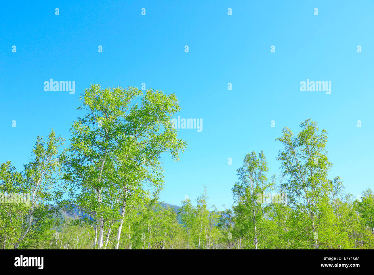 Trees and sky Stock Photo - Alamy