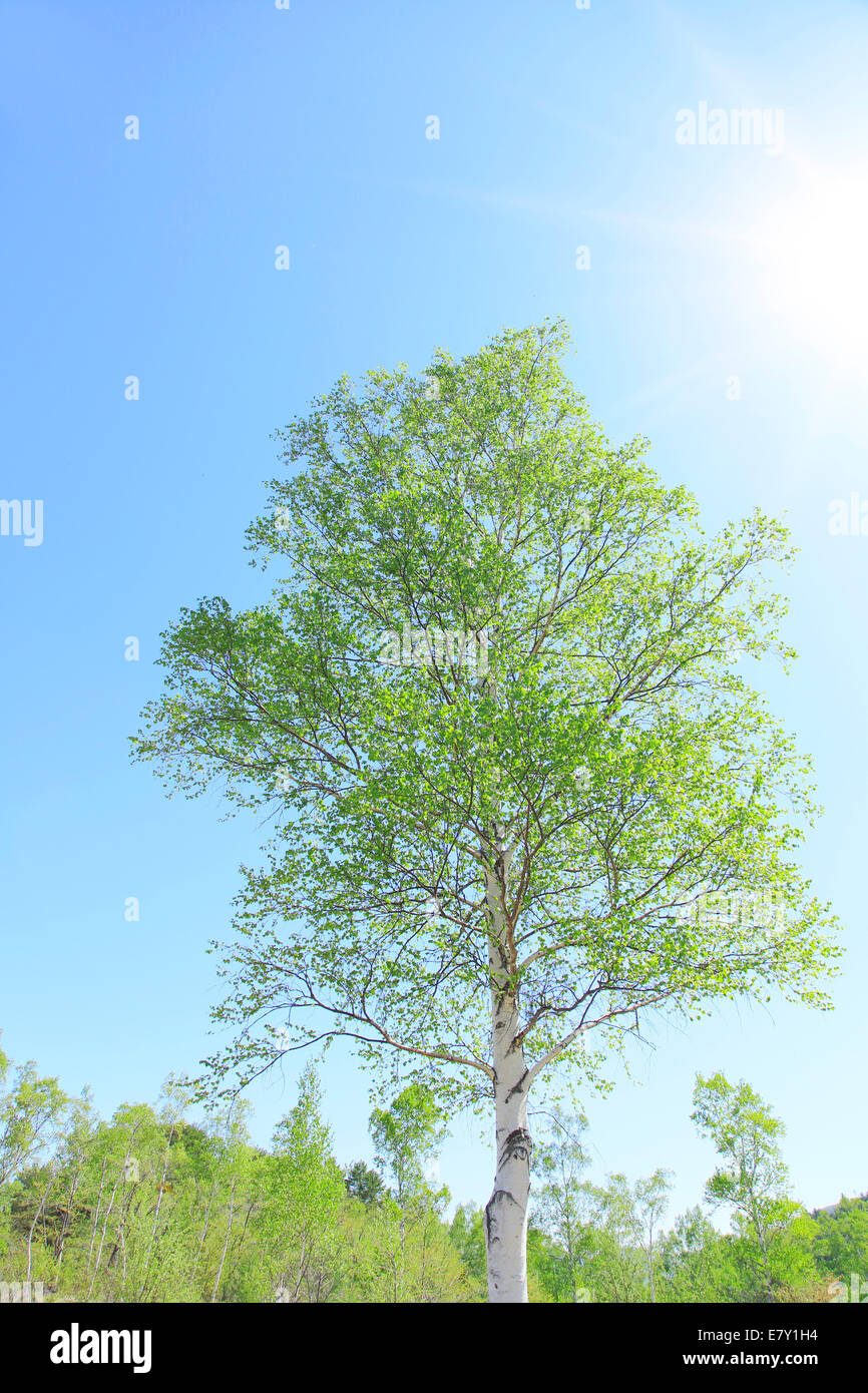 Trees and sky Stock Photo - Alamy
