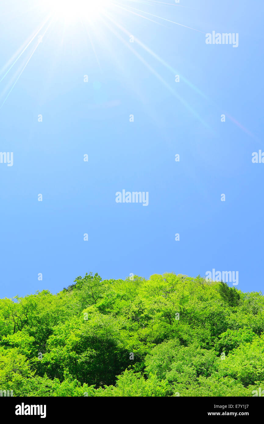 Trees and sky Stock Photo - Alamy