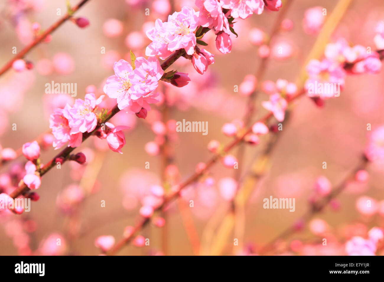 Peach blossom material hi-res stock photography and images - Alamy