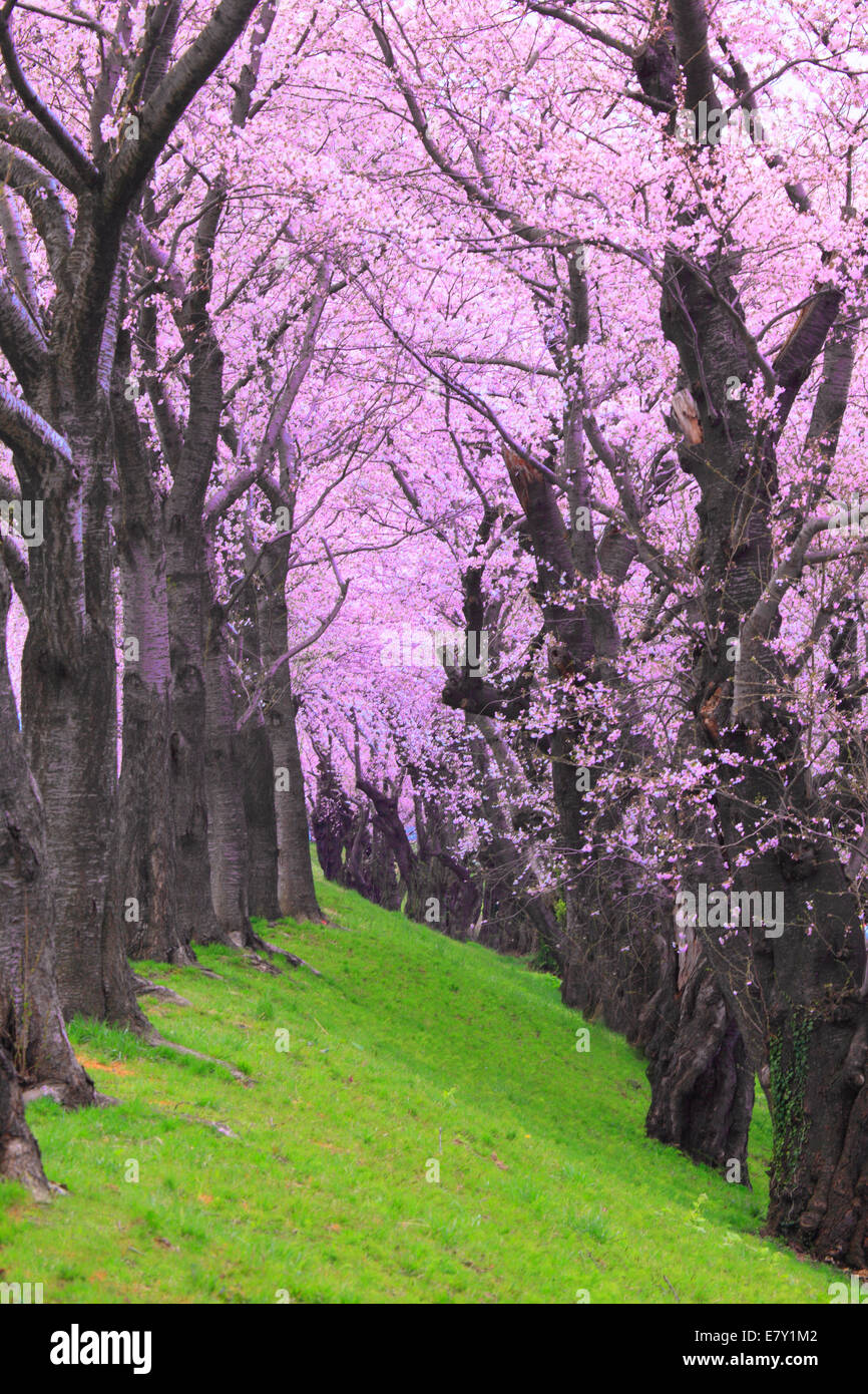 Giant cherry trees hi-res stock photography and images - Alamy