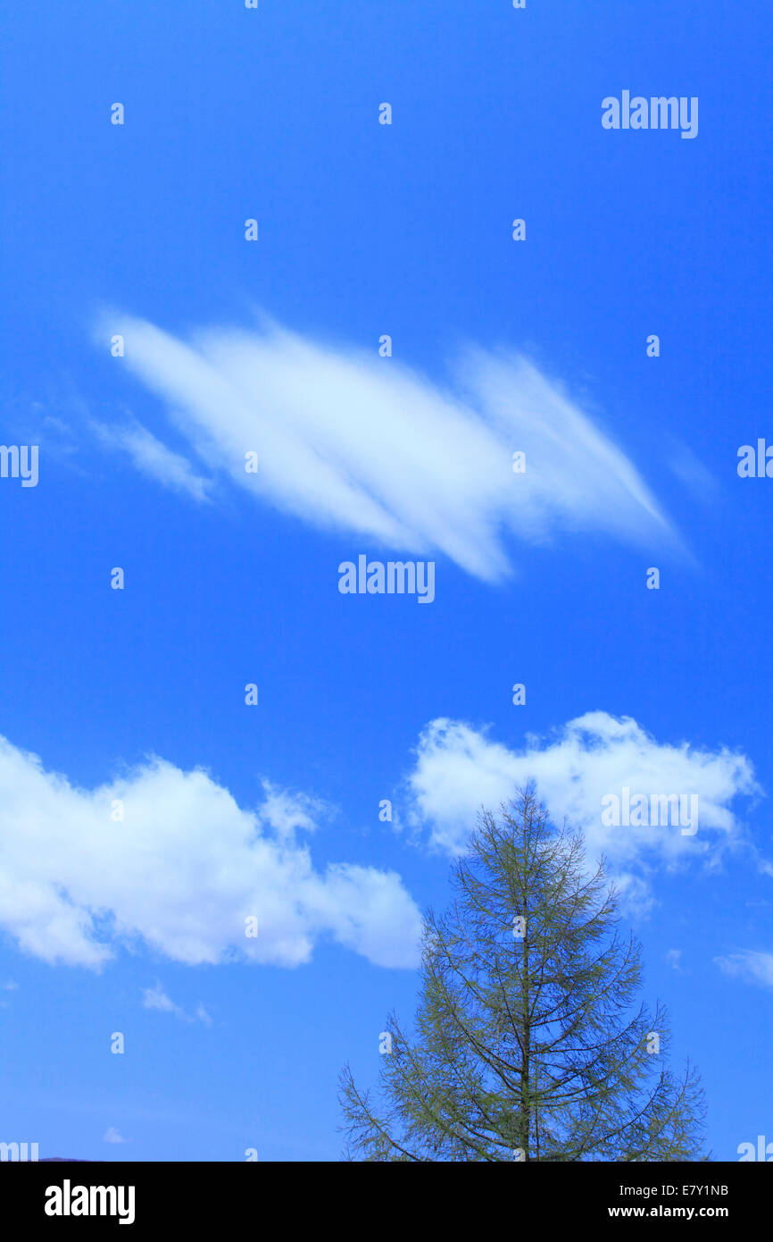 Tree and sky with clouds Stock Photo - Alamy