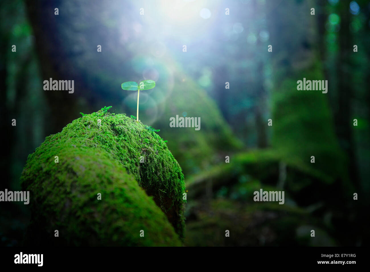 New Sprouting Leaves High Resolution Stock Photography and Images - Alamy