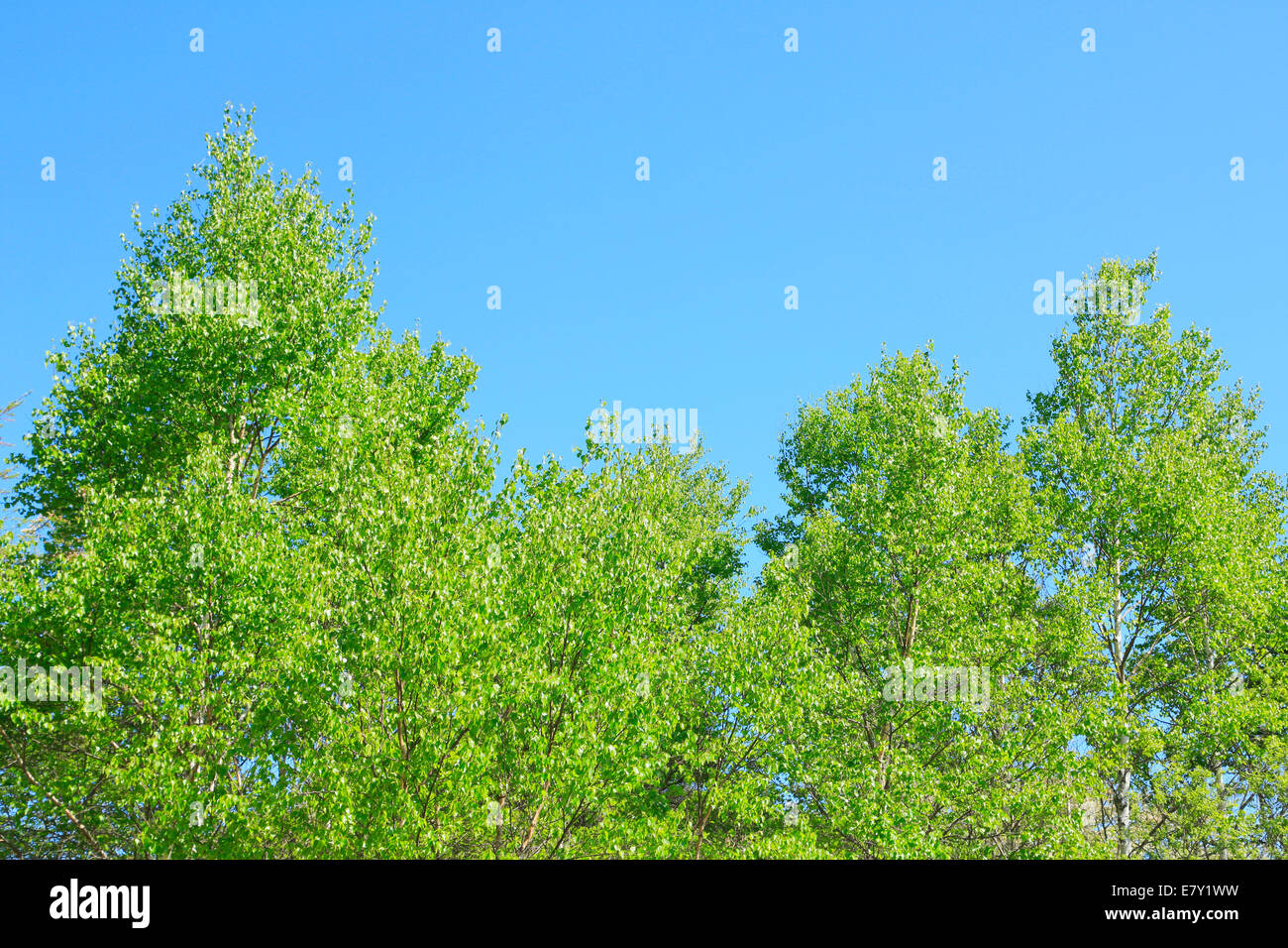 Trees and sky Stock Photo - Alamy