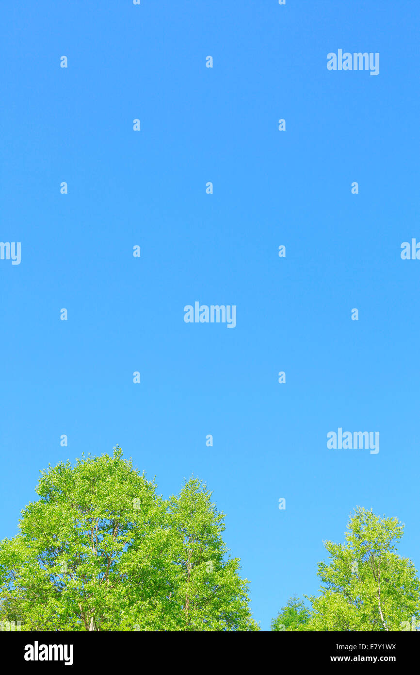 Trees and sky Stock Photo - Alamy