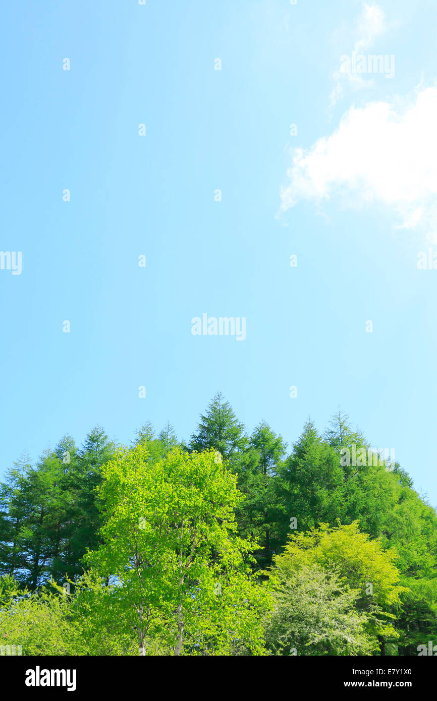 Trees and sky Stock Photo - Alamy