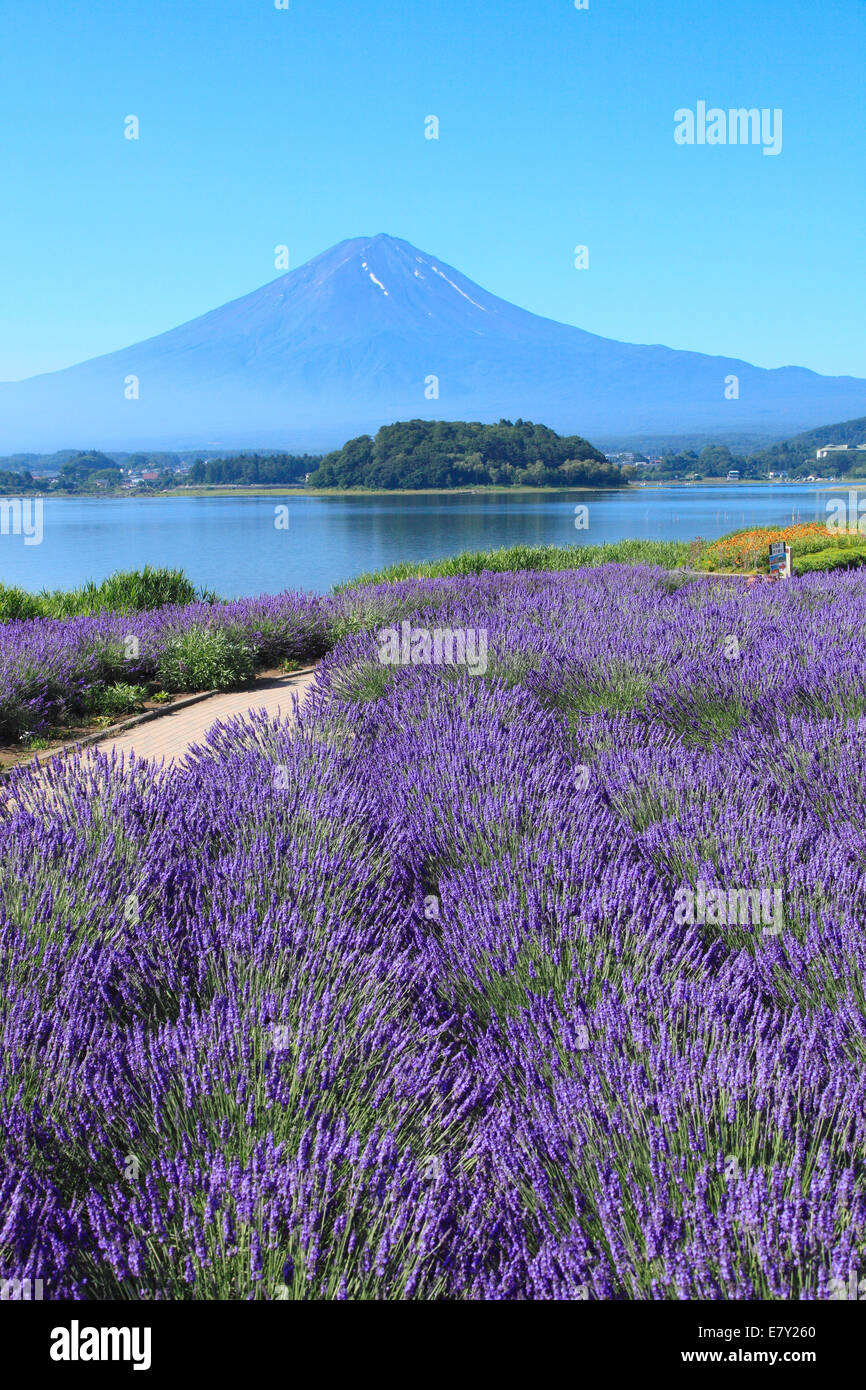 Fuji Five Lakes, Yamanashi Prefecture, Japan Stock Photo - Alamy