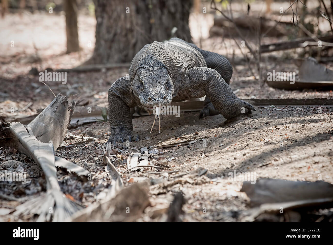 Scary komodo dragon hi-res stock photography and images - Alamy