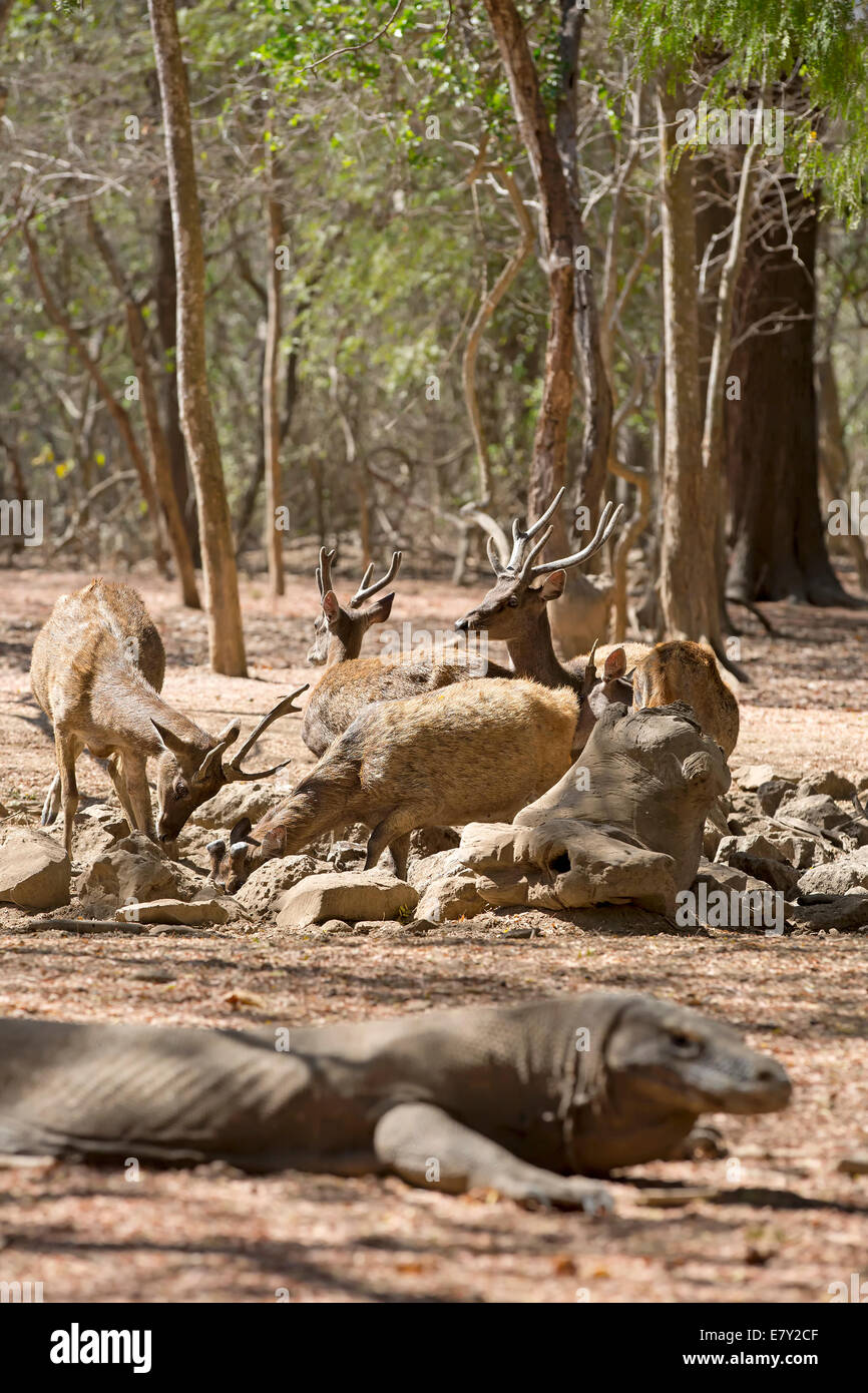 Komodo dragon hunting hi-res stock photography and images - Alamy