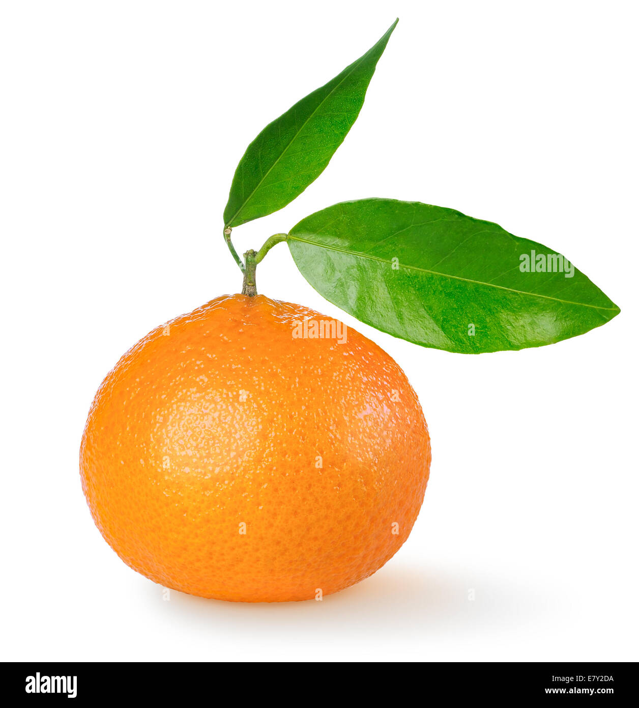 Tangerine leaf hi-res stock photography and images - Alamy