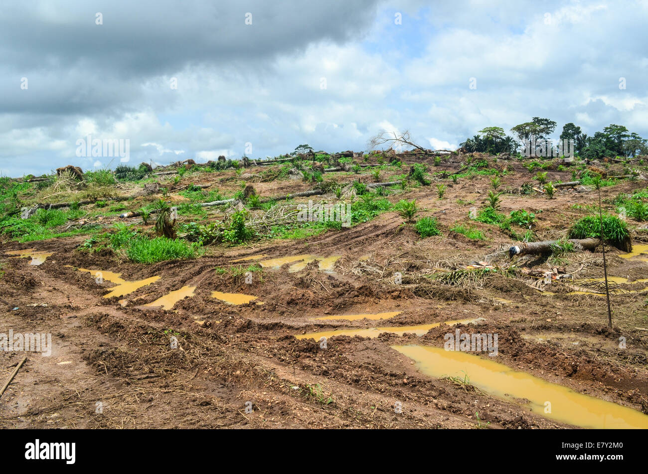 Deforestation in Nigeria (Cross River state) during the rainy season ...