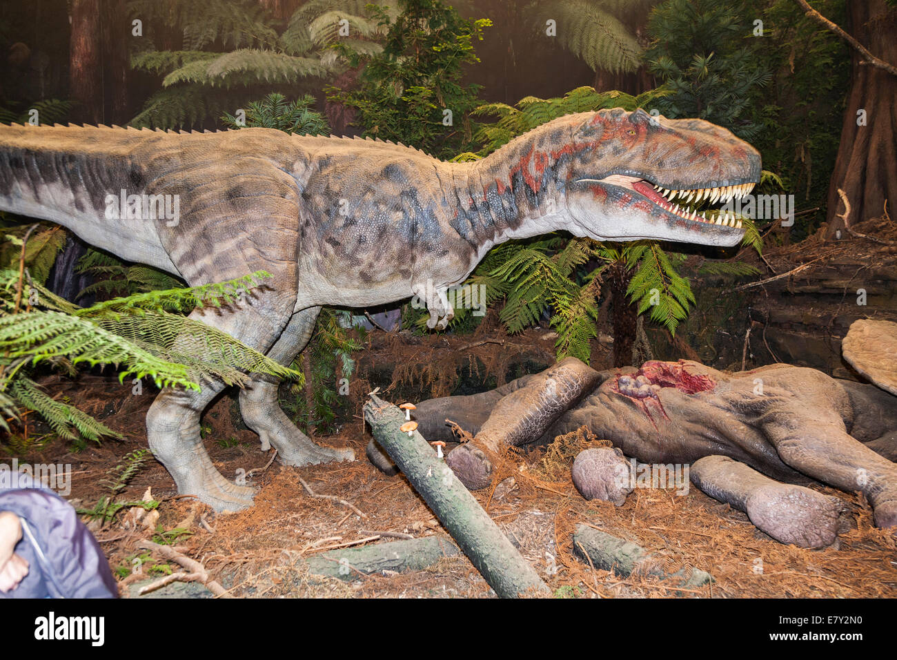 T Rex / Tyrannosaurus rex moving animatronic model; The Crater of the ...
