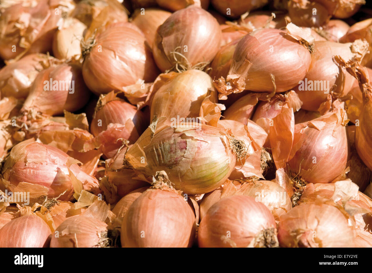 full frame background with lots of sunny illuminated raw onions Stock ...