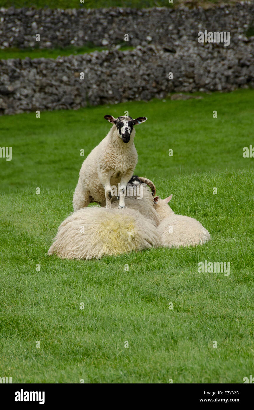 One lamb lying on grass snuggling up to mother hi-res stock photography ...