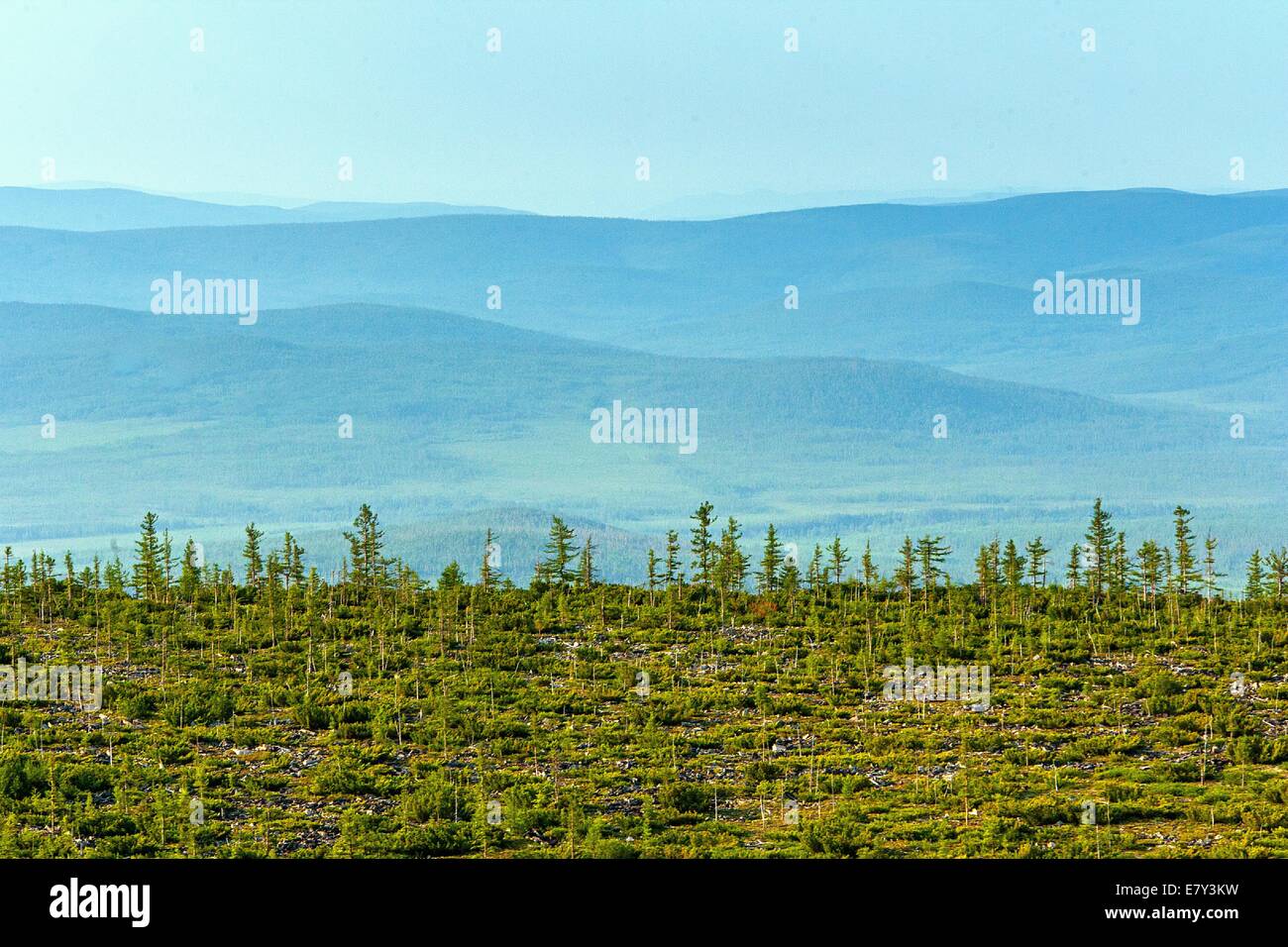 Russia, Zabaykalsky Krai, Mogochinsky District. Taiga Stock Photo - Alamy