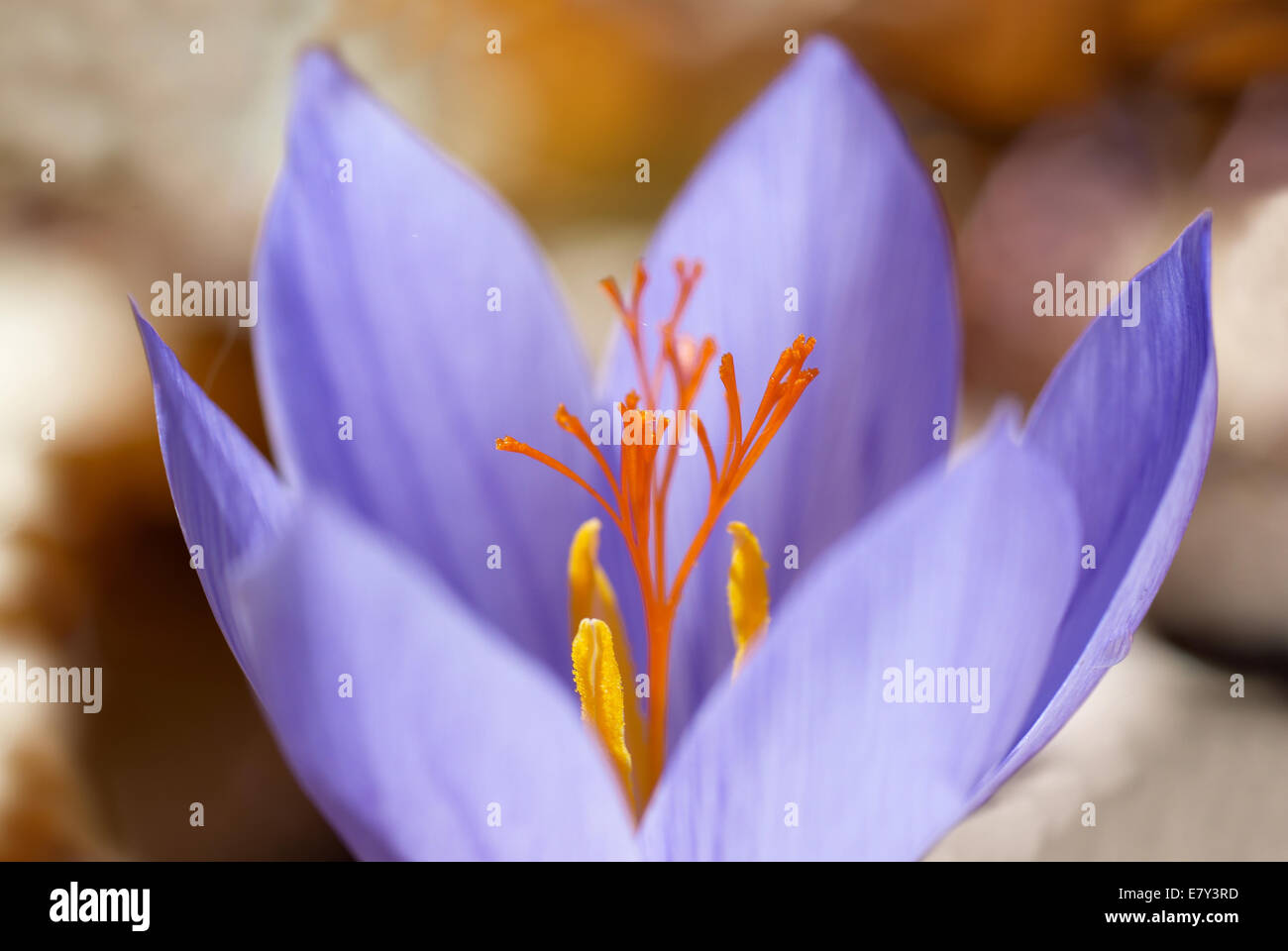 Blue flower crocus ligusticus (saffron) in the forest Stock Photo - Alamy