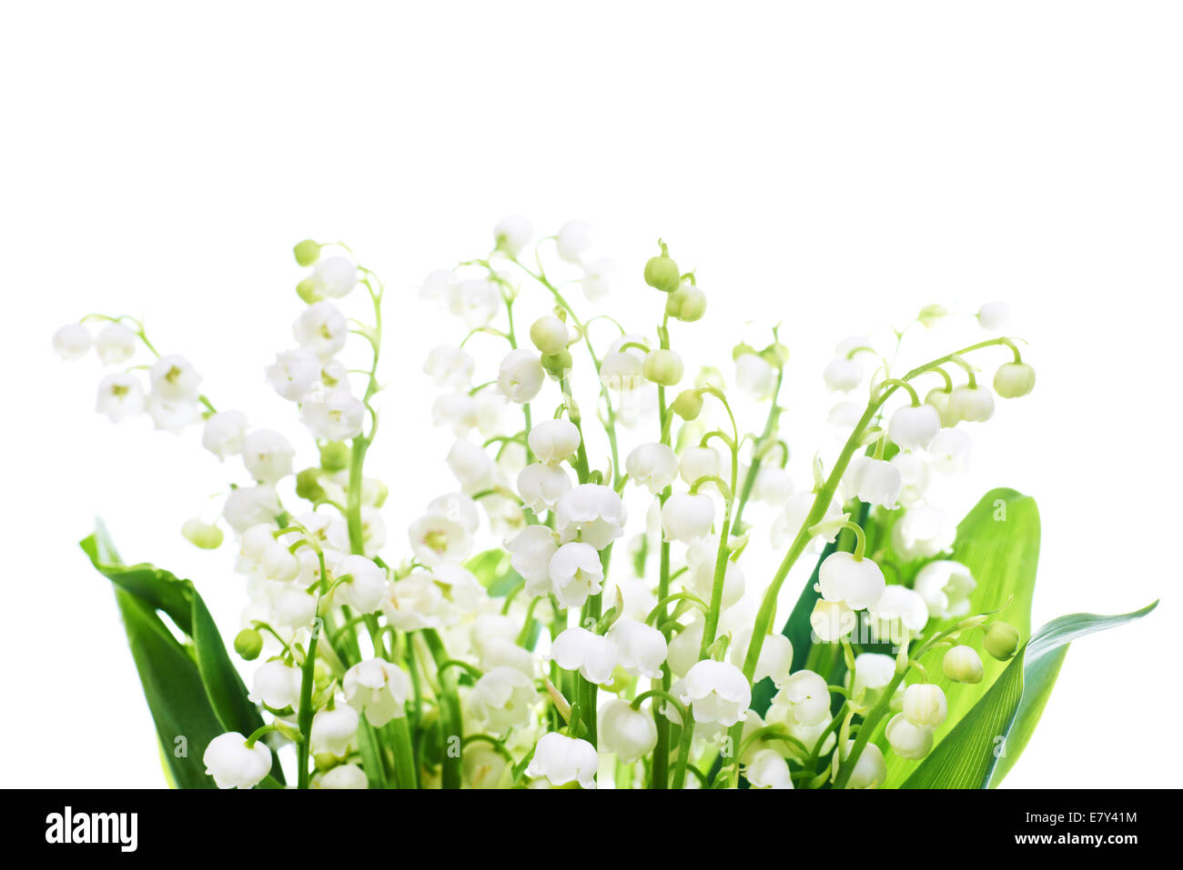 White flowers lilies of the valley isolated on white background Stock Photo - Alamy