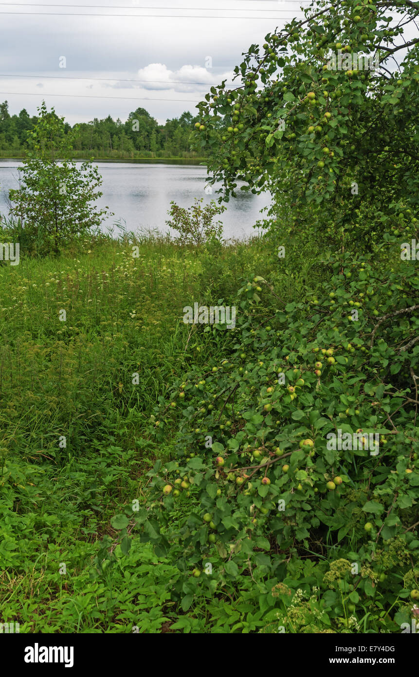 Village lake and apple tree Stock Photo - Alamy