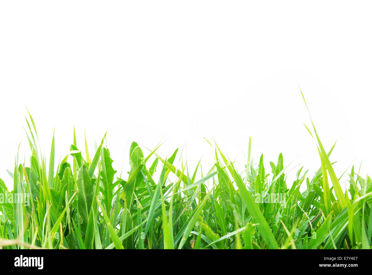 Summer green grass texture white hi-res stock photography and images ...
