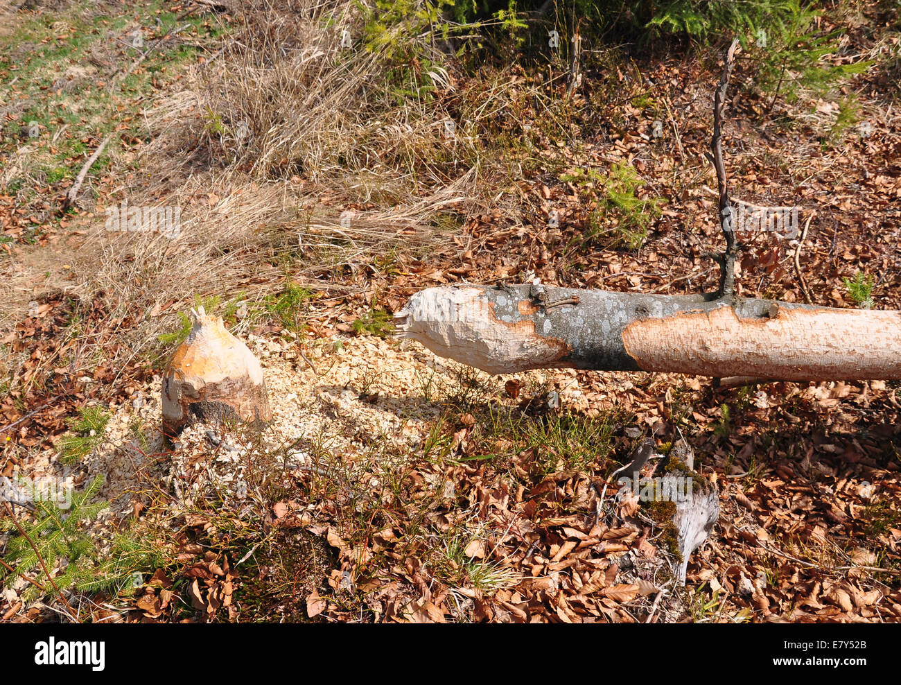 Castor Tree High Resolution Stock Photography and Images - Alamy