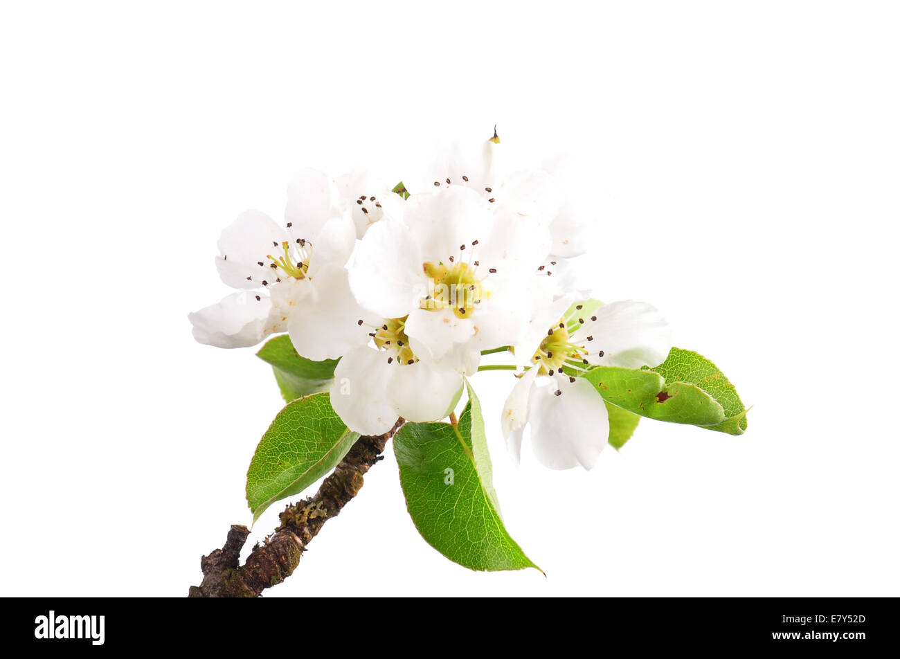 Pear flowers (Pyrus communis Stock Photo - Alamy