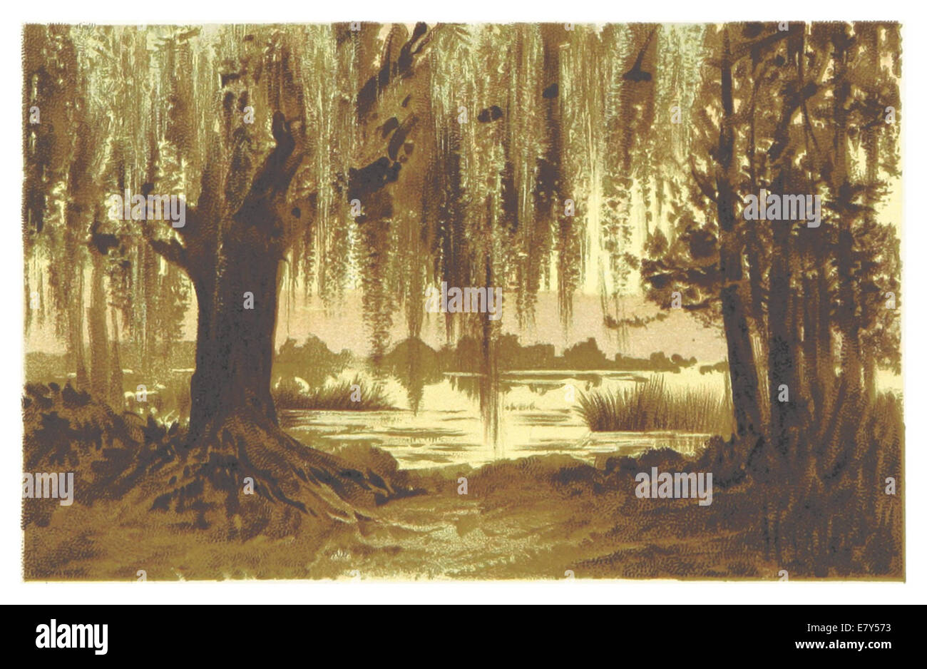 This 1889 illustration from Florida depicts a live oak tree, reflecting ...